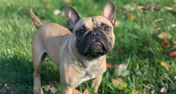 Airway Surgery | Pet Referral Plus